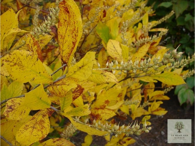 Clethra alnifolia - also known as Summersweet - To Home and Garden
